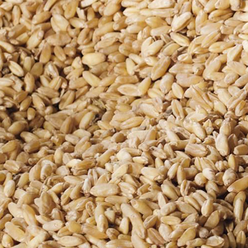 Cerealsud S.r.l | Sementificio – Commercio cereali | Selezioniamo e ...